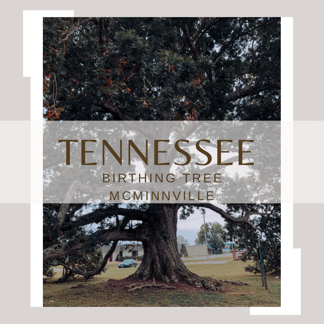 The Birthing Tree: A Living Monument to Tennessee’s Pioneer Past – The ...